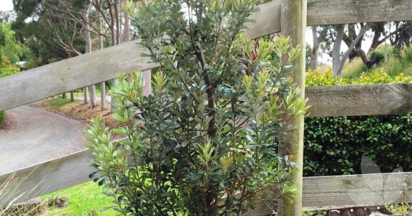 Banksia integrifolia fastigiata 'Sentinel™' / Library − Speciality Trees