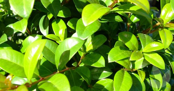 Syzygium australe 'AATS' PBR Pinnacle™' / Library − Speciality Trees