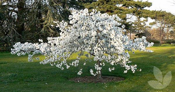 Prunus 'Shirotae' (syn. 'Mt. Fuji') / Mt Fuji Cherry / Library − ...